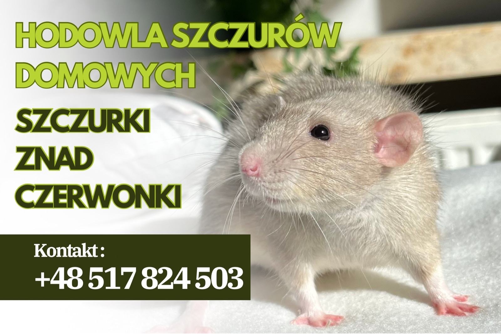 Prekrasni kućni štakori