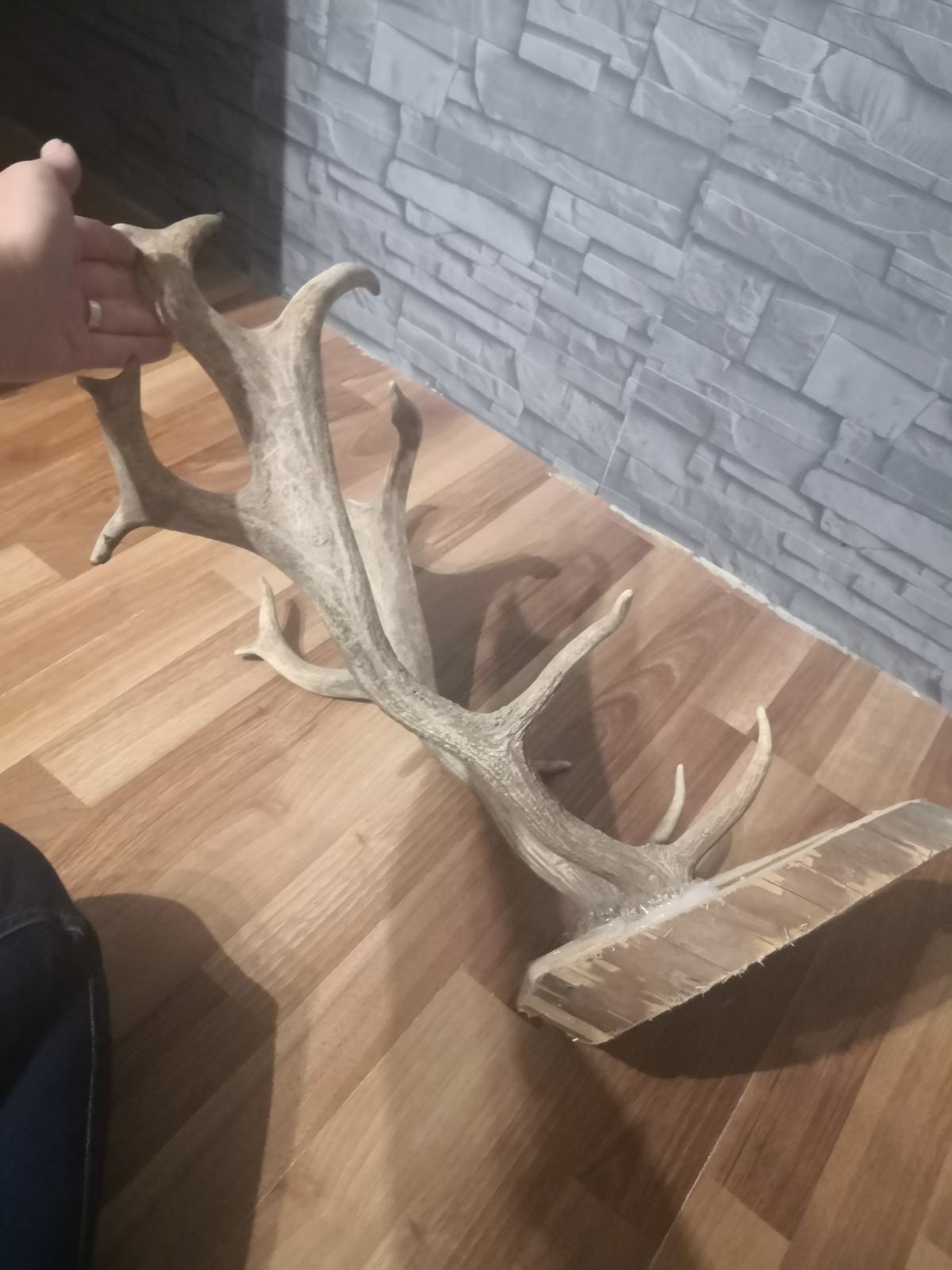 Rogovi jelena lopatara..samo 150kn