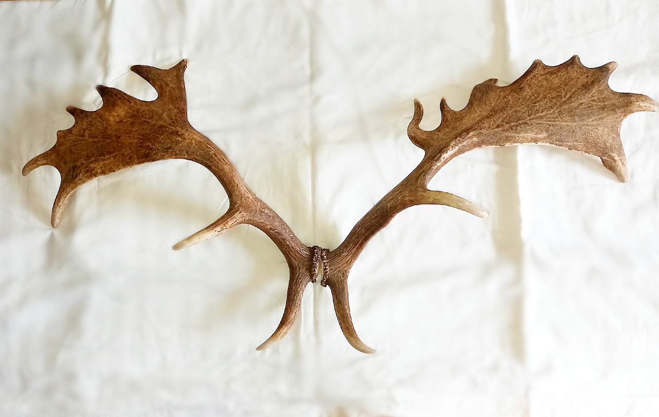 Rogovi Jelena Lopatara