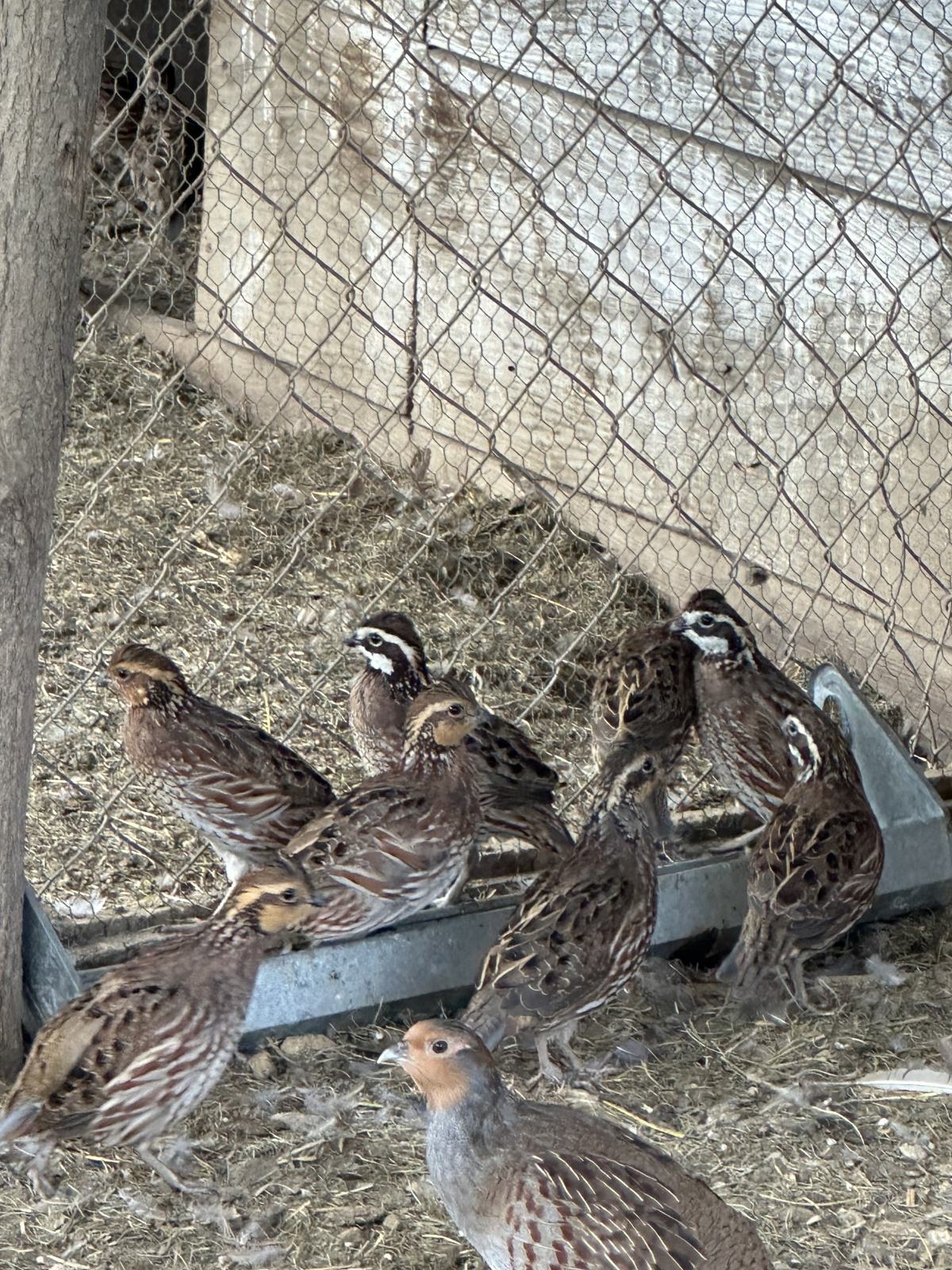 Virdžinijske prepelice