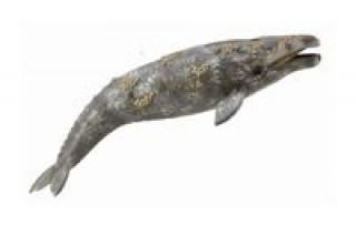 Sivi kit (Gray whale) Collecta