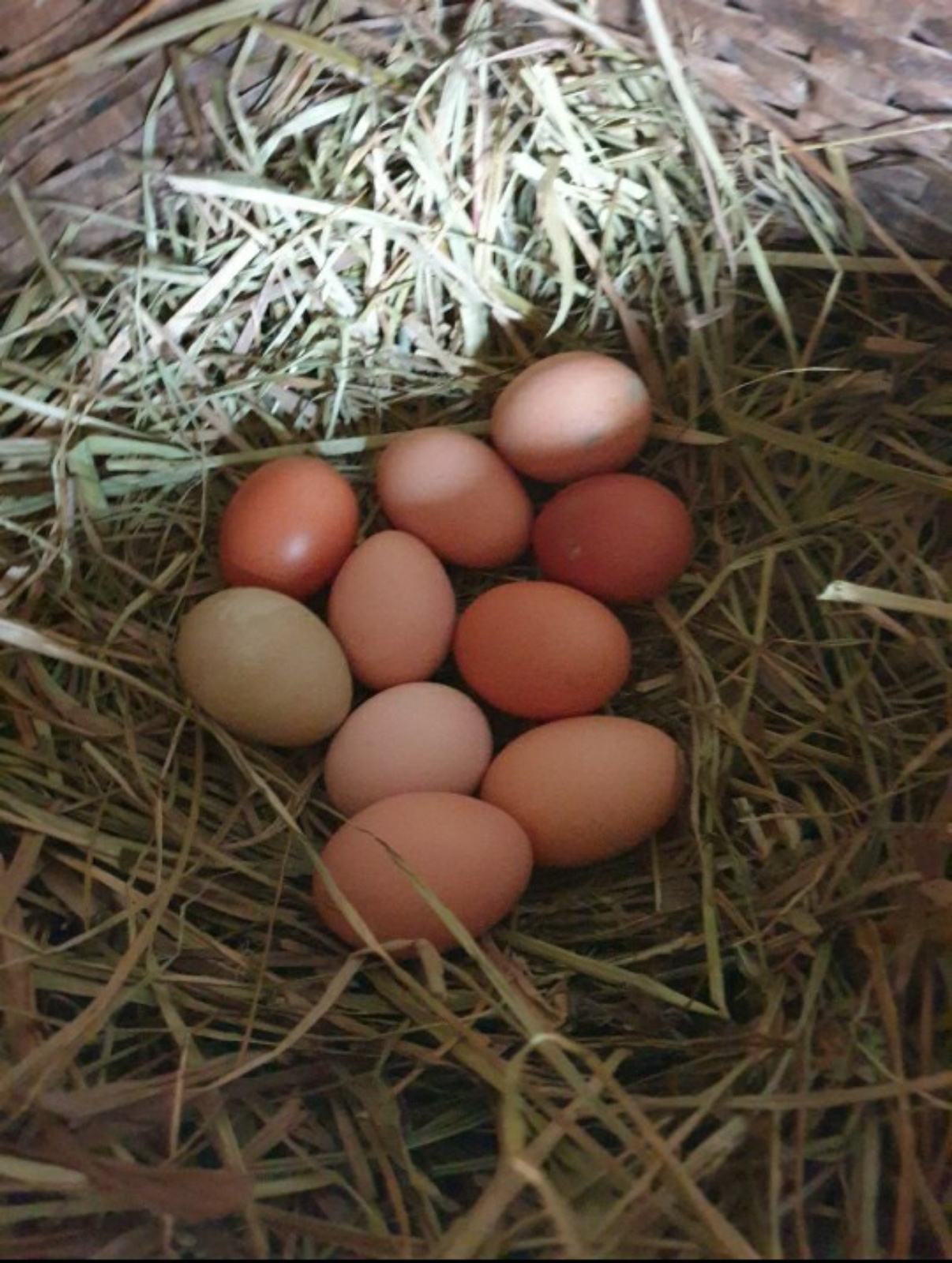 Domaća jaja od koka koje slobodno hodaju po dvorištu