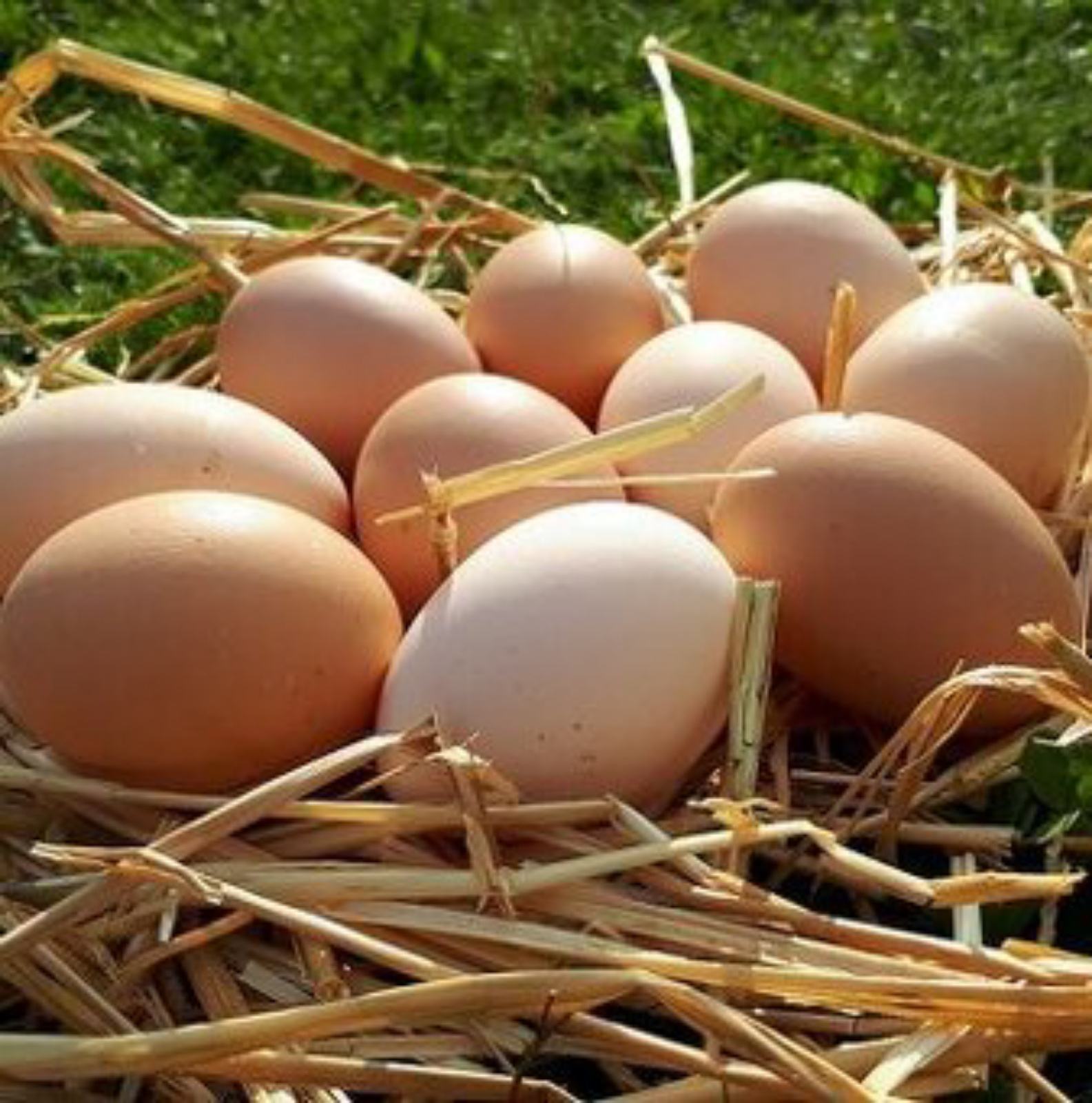 Domaća jaja od koka iz slobodnog uzgoja