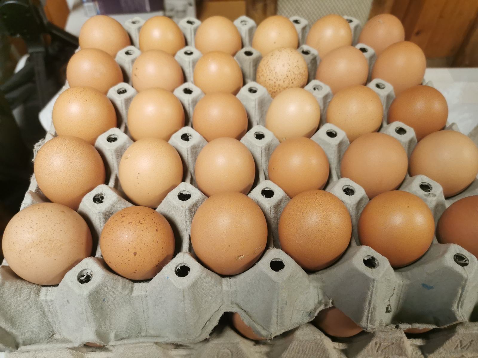 Domaća jaja - M razred - 0,10€