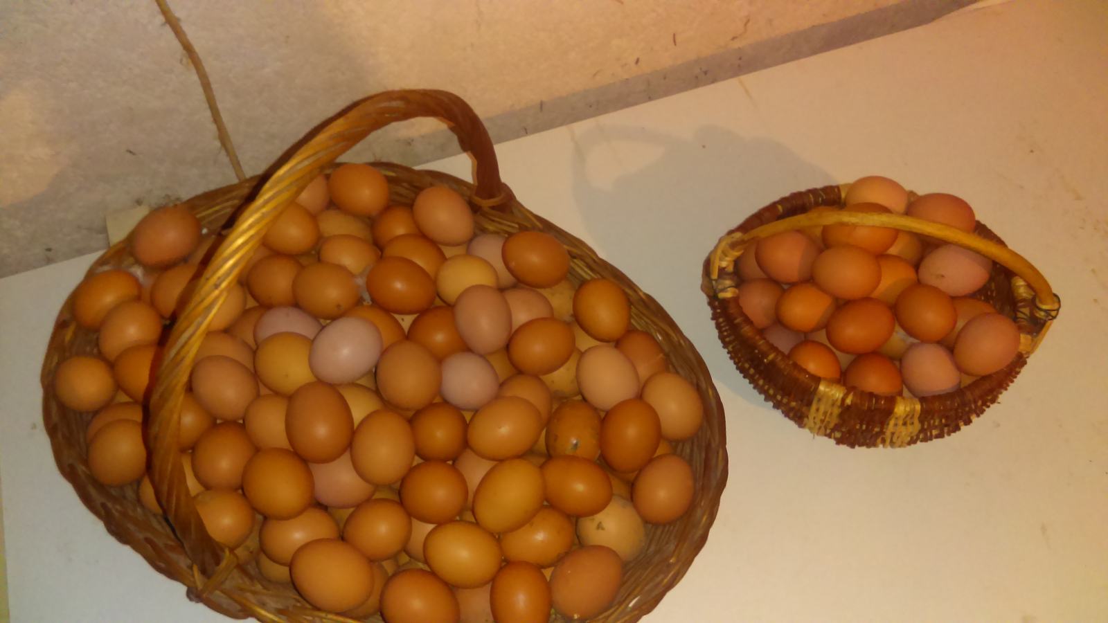 Domaća jaja