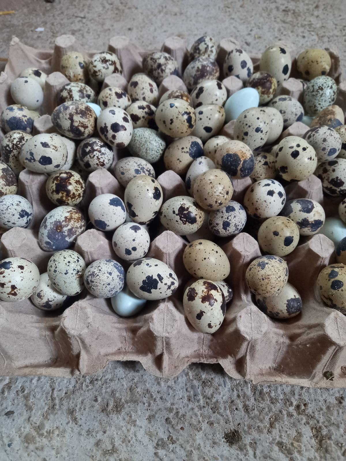 Jaja od japanskih prepelica