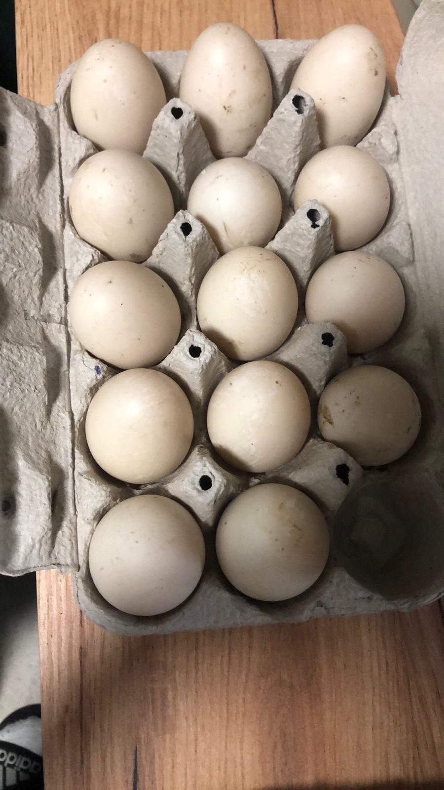 Prodajem jaja od domaće i japanske patke