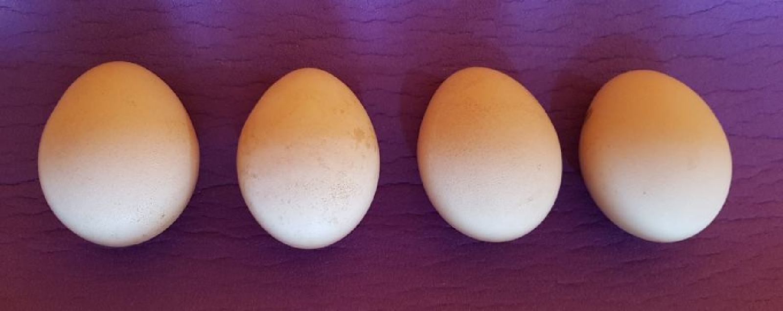 Prodajem Jaja Od Pauna