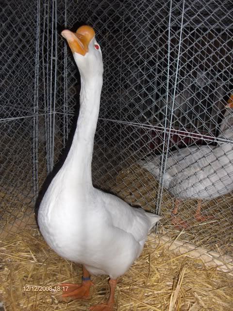 GUSKE KINESKE LABUDASTE