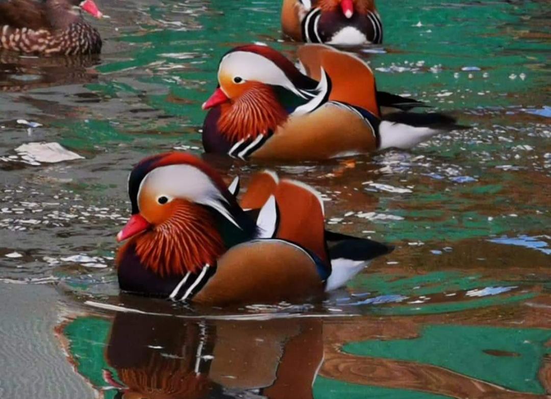 ...MANDARINKE PATKE::::