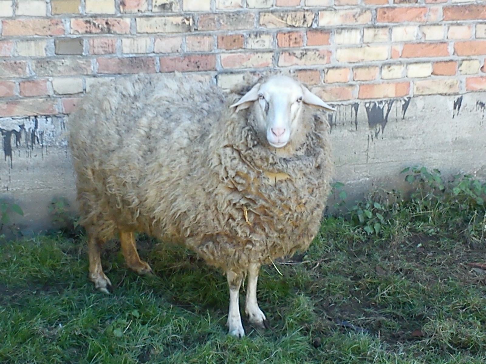 Ovca za obradu - debela - cca. 60+ kg.