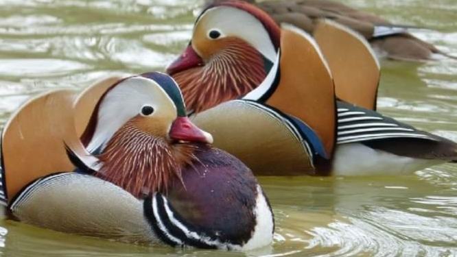 PATKE MANDARINKE ::::