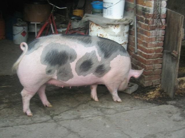 nazimica (bravac) za klanje