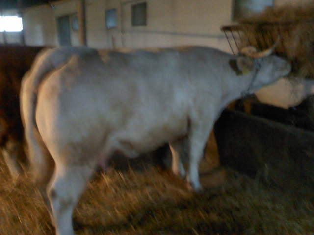 Prodajem kravu i junicu