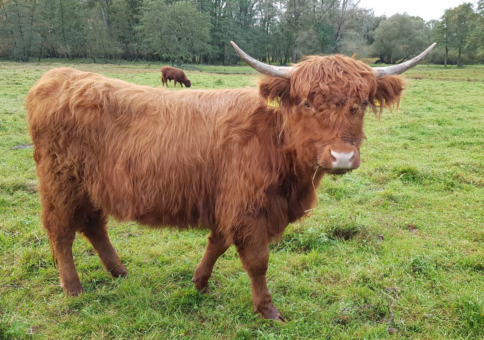 Junica, škotsko govedo
