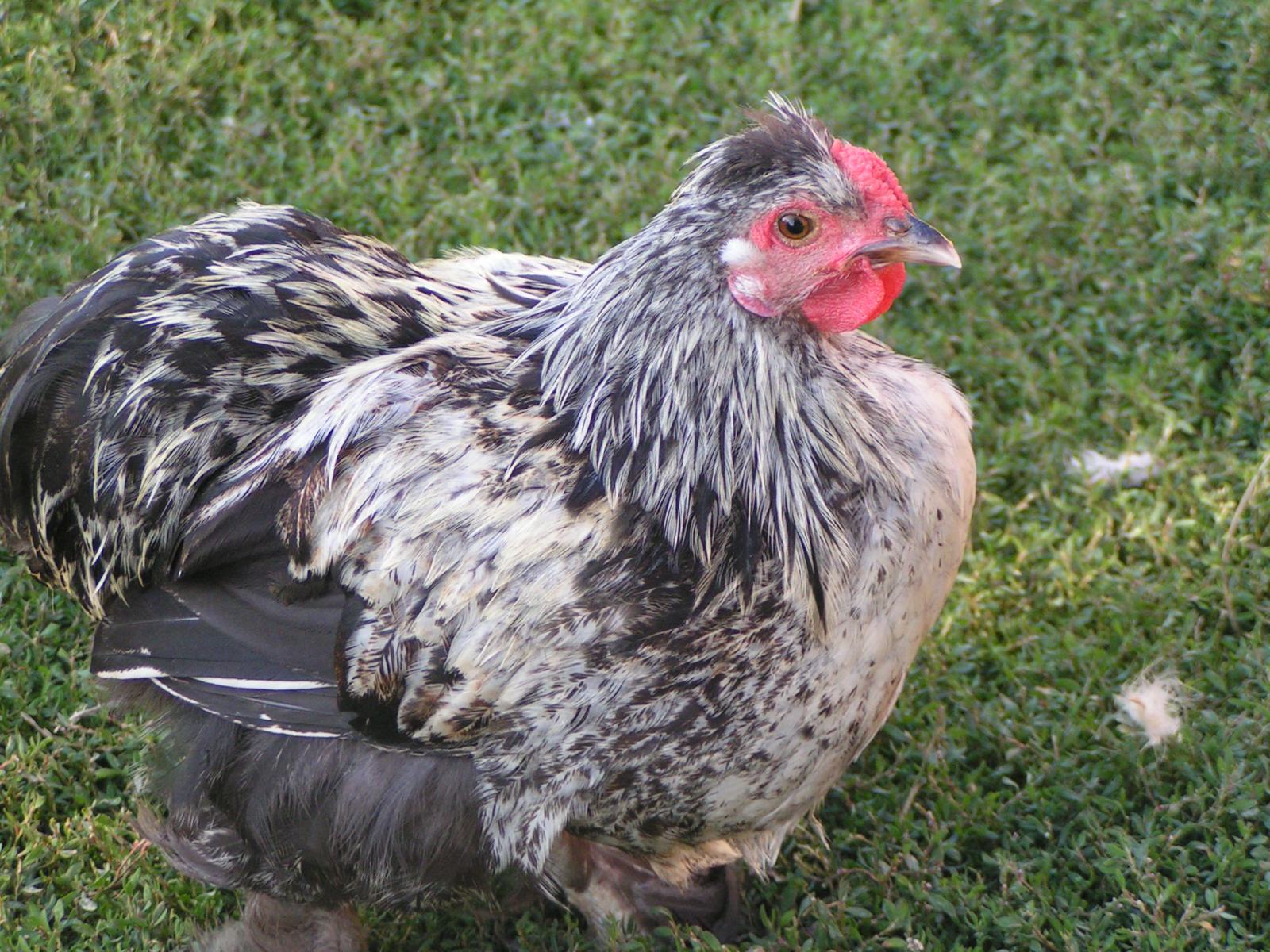 UKRASNE patuljaste kokosi