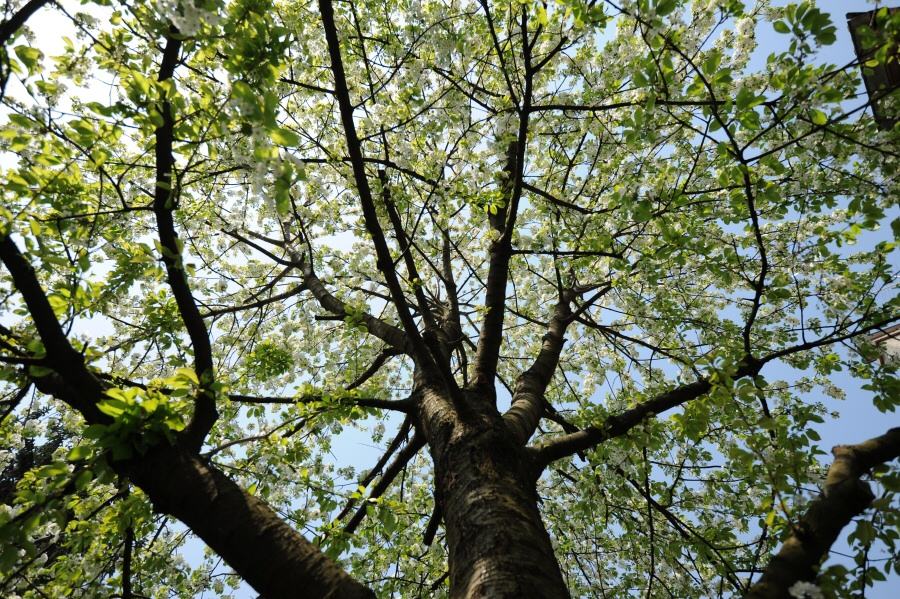 Divlja trešnja - stablo