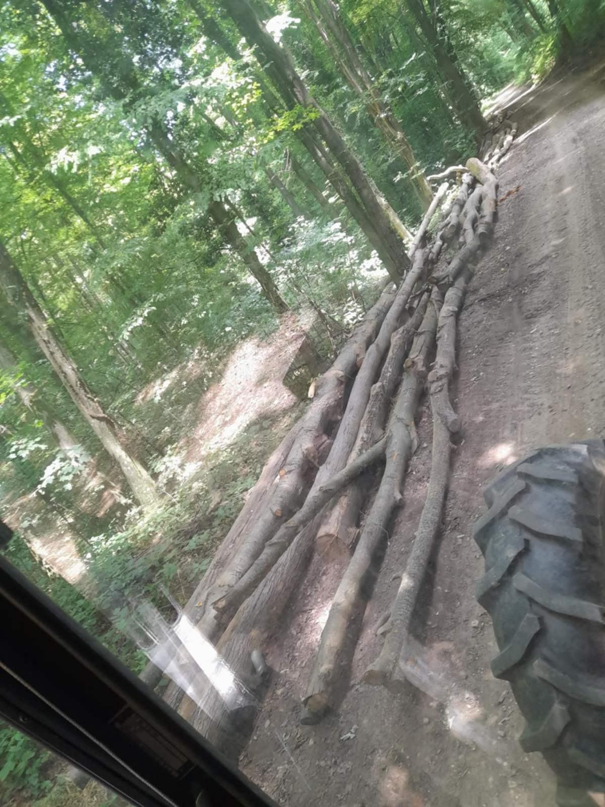 Drvo lipa za palete ili ogrjev