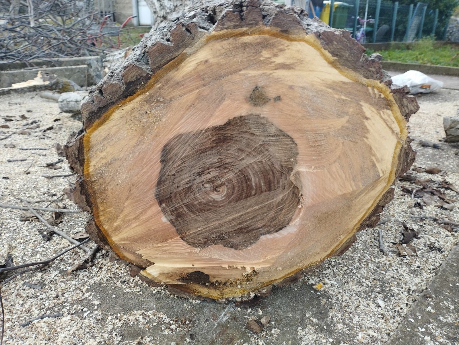 Orahovo deblo prodajem