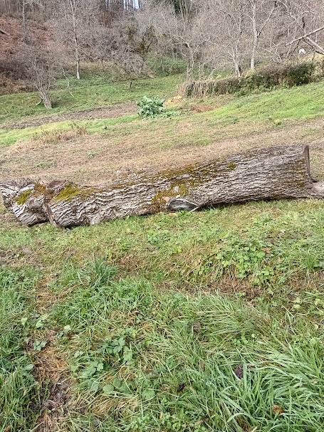 Poklanjam srušeno stablo oraha