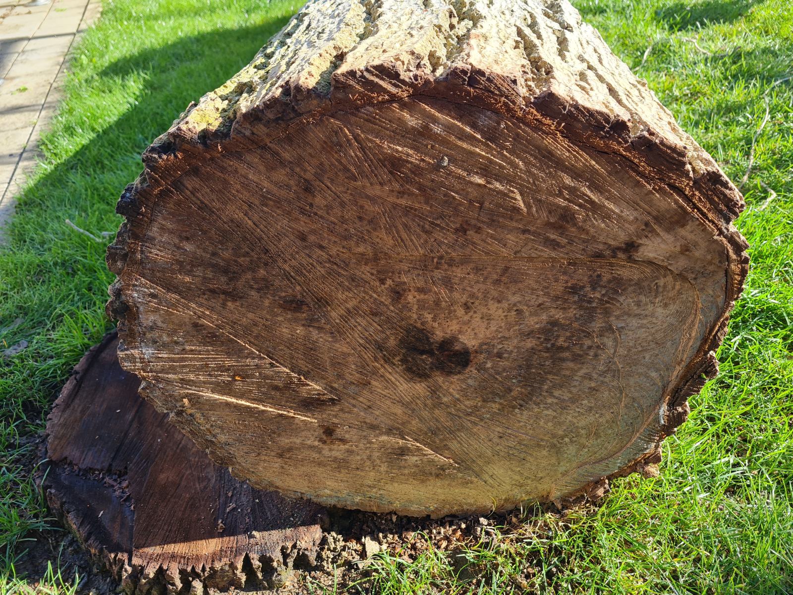 Prodajem deblo oraha