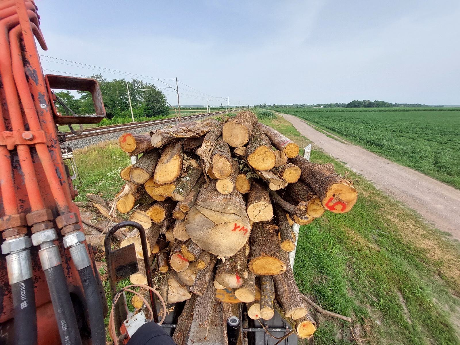 TRUPCI HRASTA I JASENA