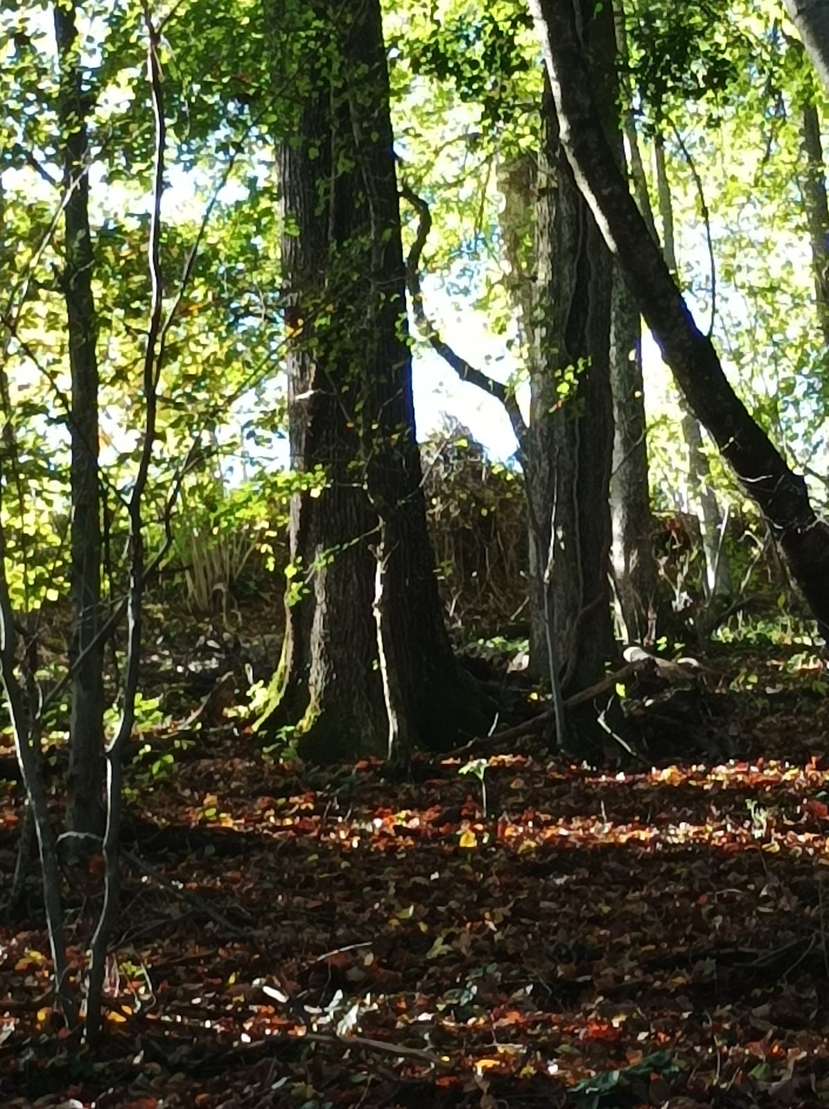 Prodaju se trupci hrasta na rastu