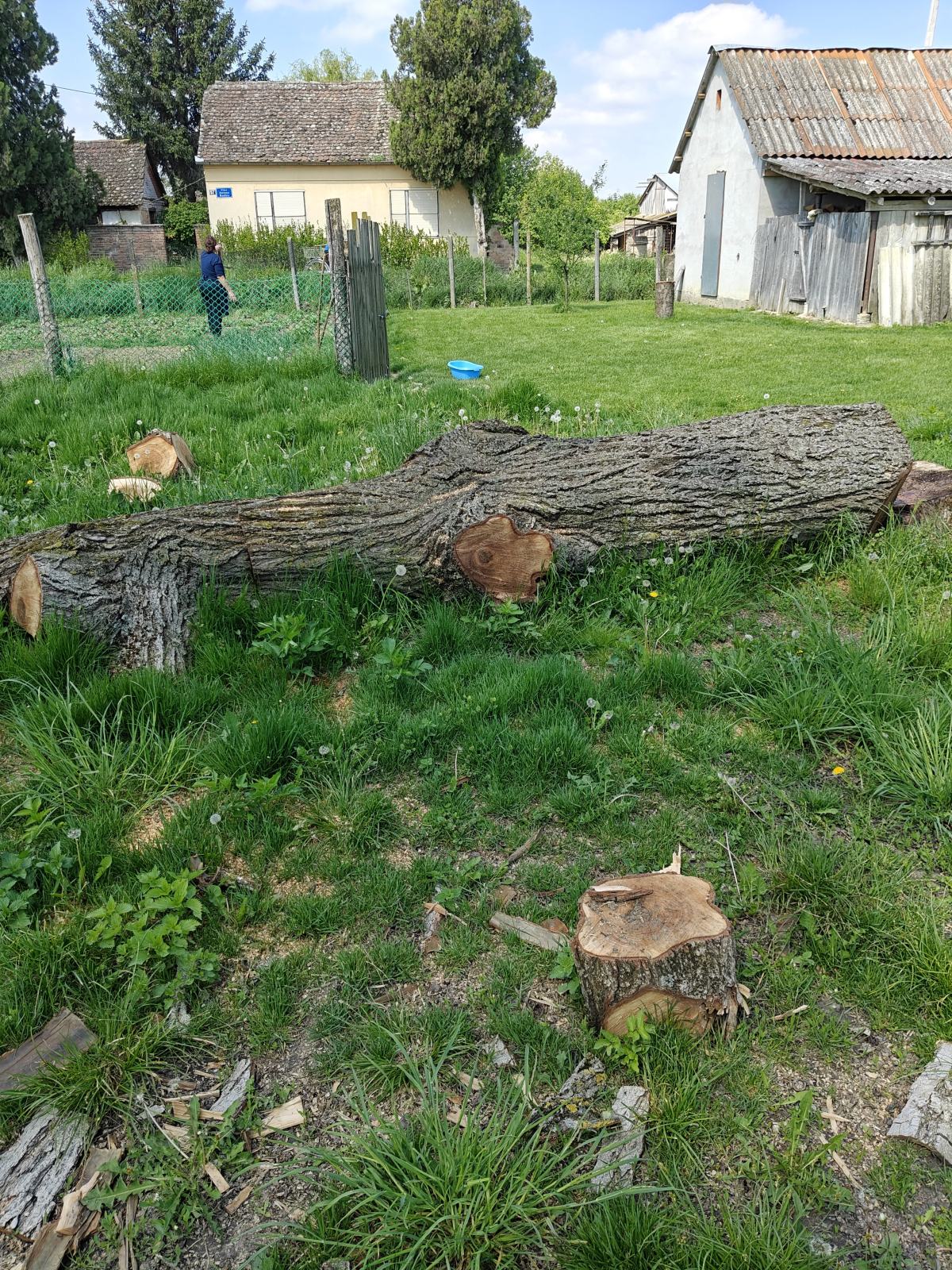 Trupac Oraha 310cm dužine i 60cm promjera