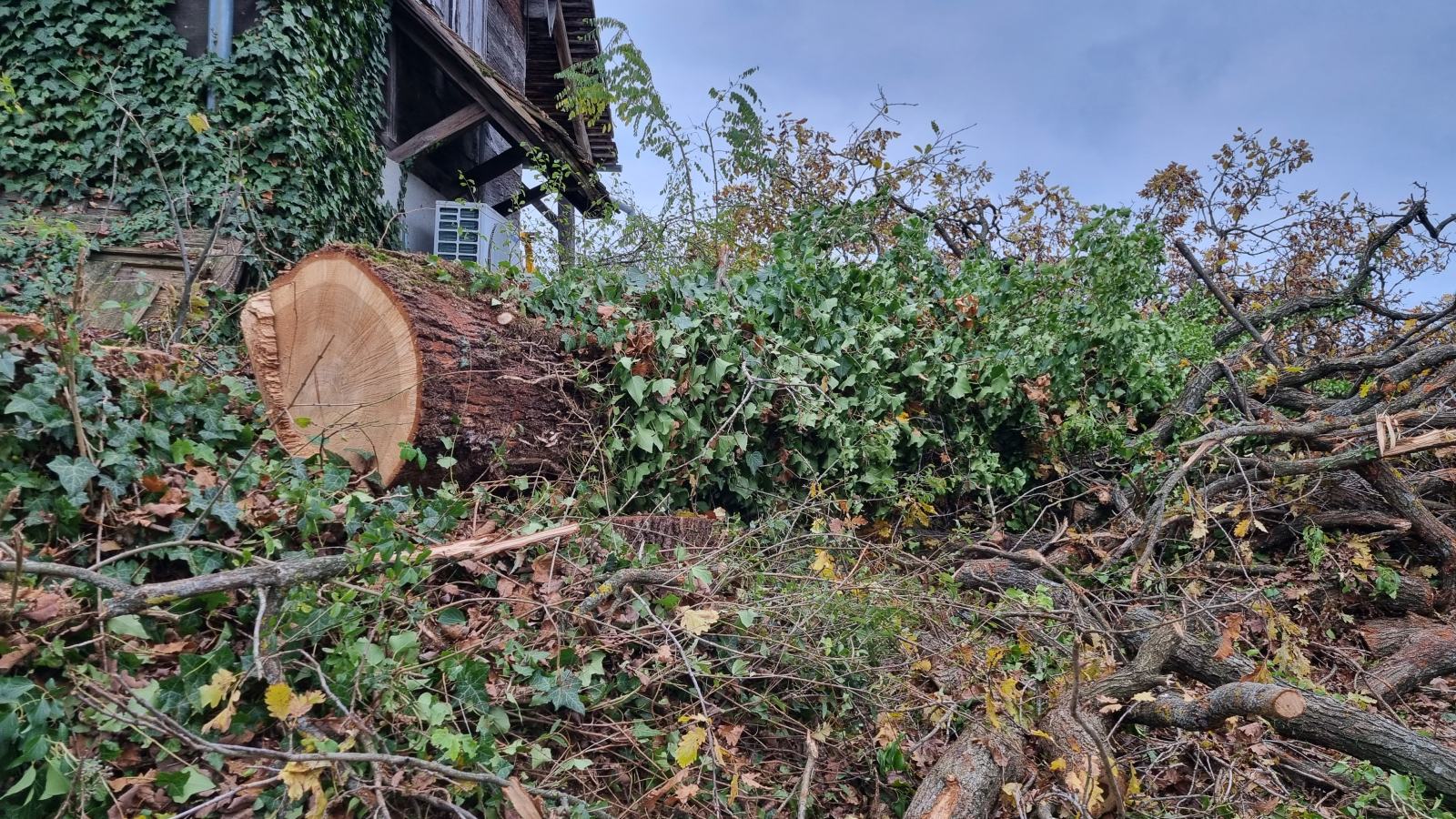 Trupci hrasta i akacije