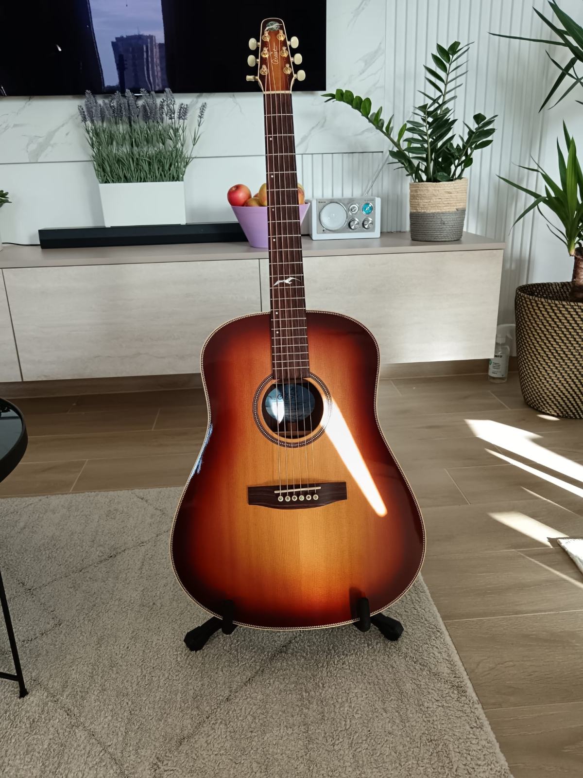 Seagull Artist studio Burst