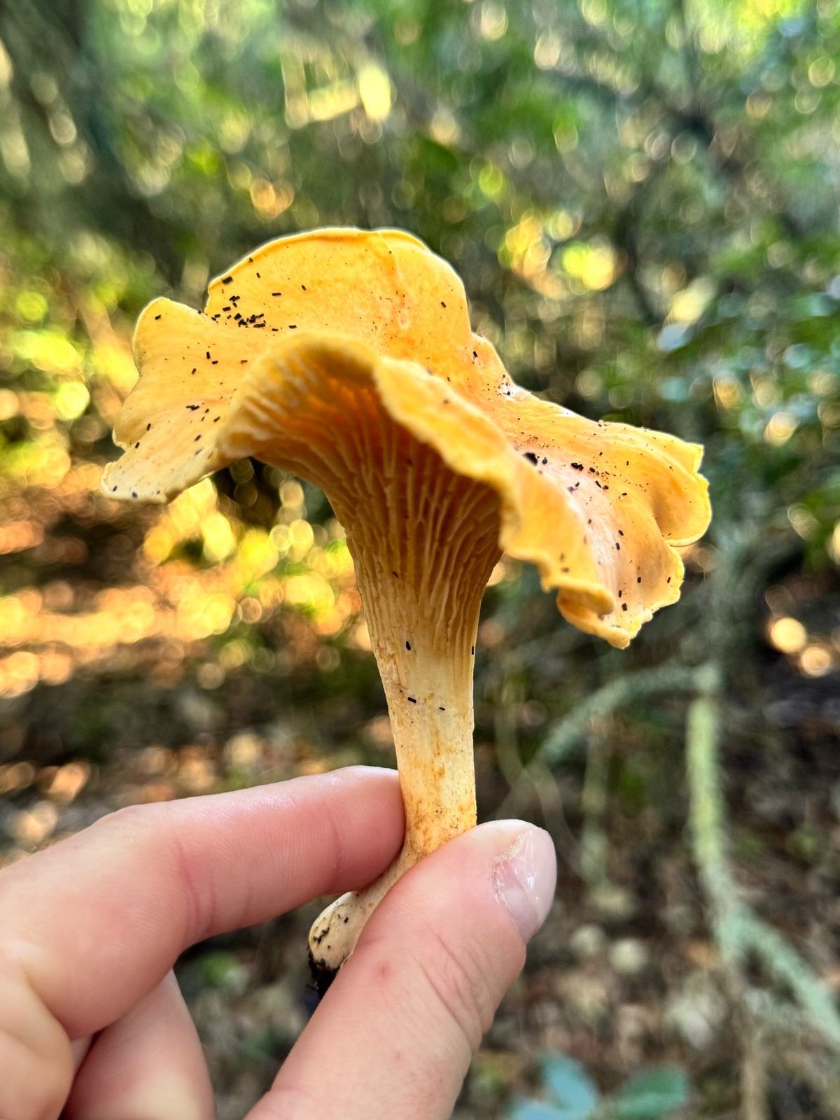 Lisičarke sa Silbe 16€/kg