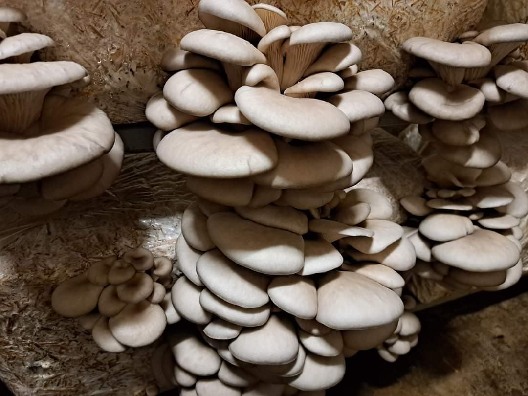 PRODAJA GLJIVA BUKOVAČA