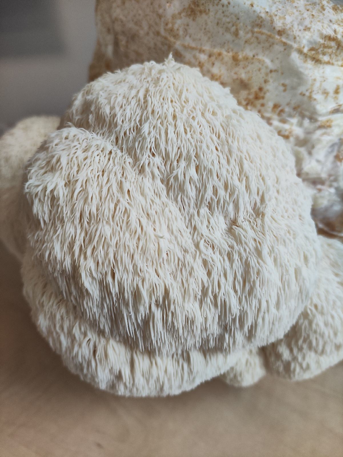 Tinkture ljekovitih gljiva (lavja griva, reishi, bukovača) 50ml