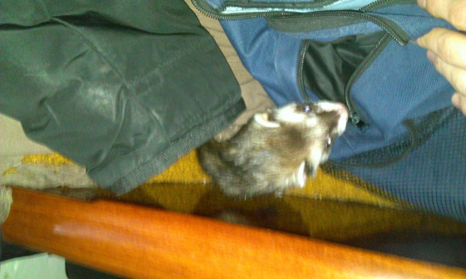 Afrički Tvor: Prodaja