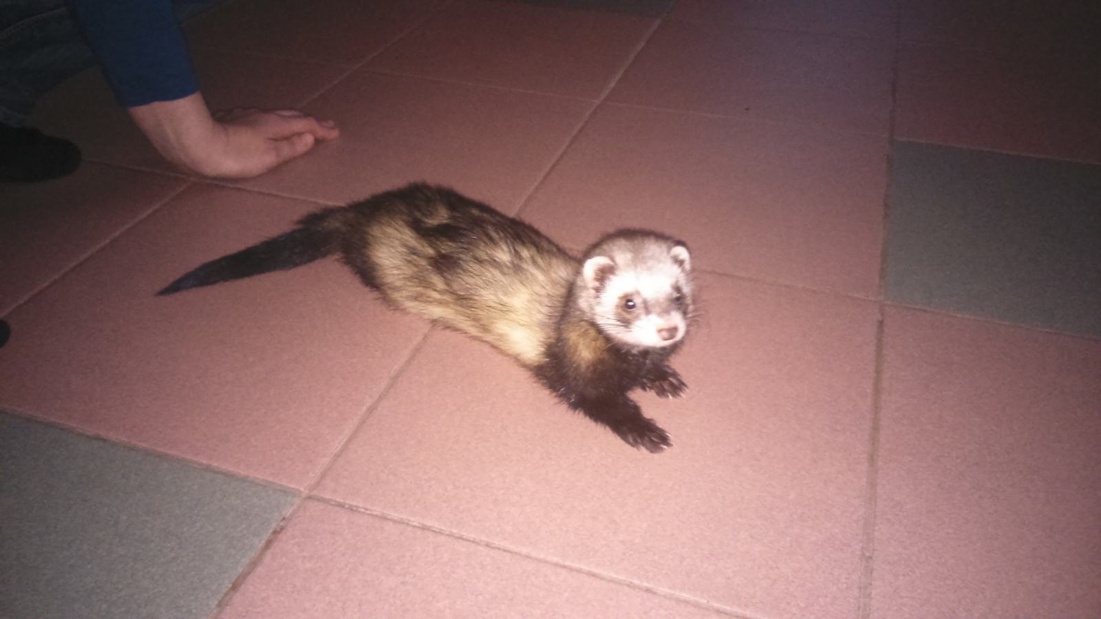 AFRICKI TVOR prodaja