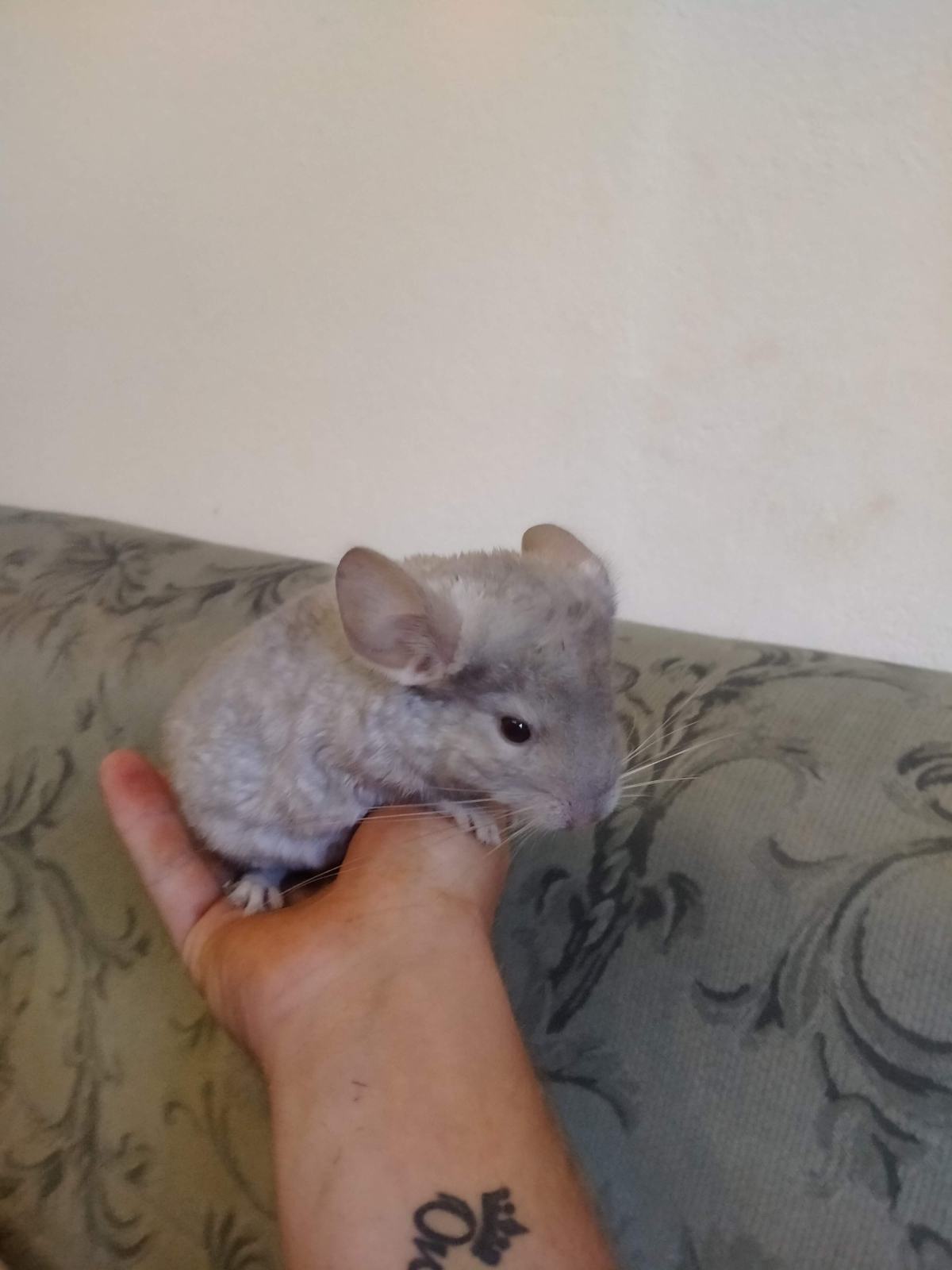 Cincile