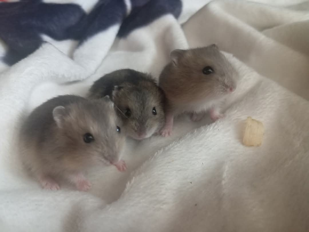 Hrcak sa kavezom i svom opremom