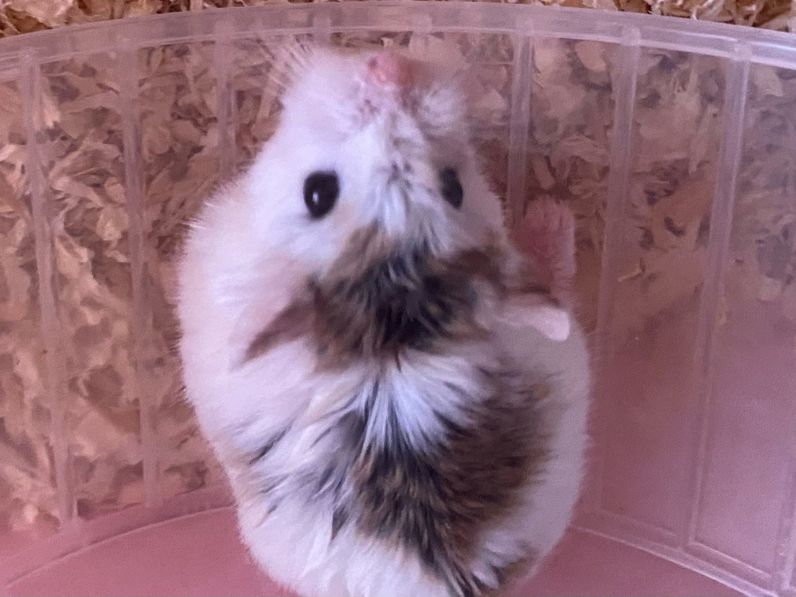 Hrčak ruski na poklon