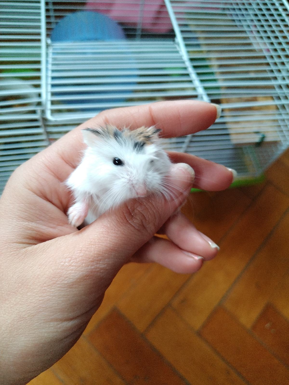 Hrcak sa svom opremom i hranom