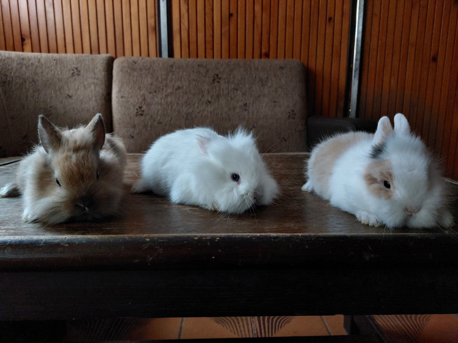 Kunići patuljasti lavljoglavi