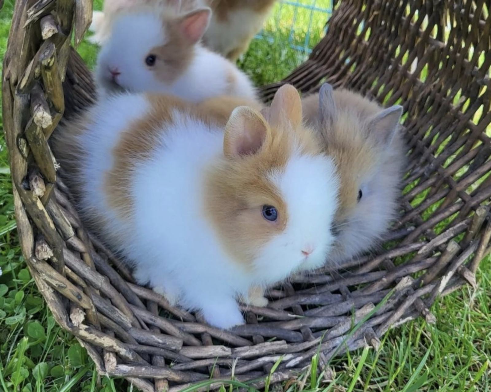 Mini patuljasti kunići zečevi zec