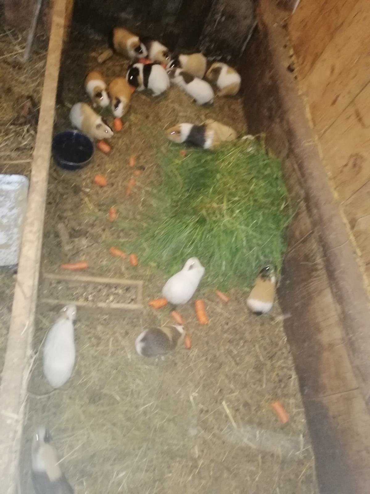 Morski prasicki in miške