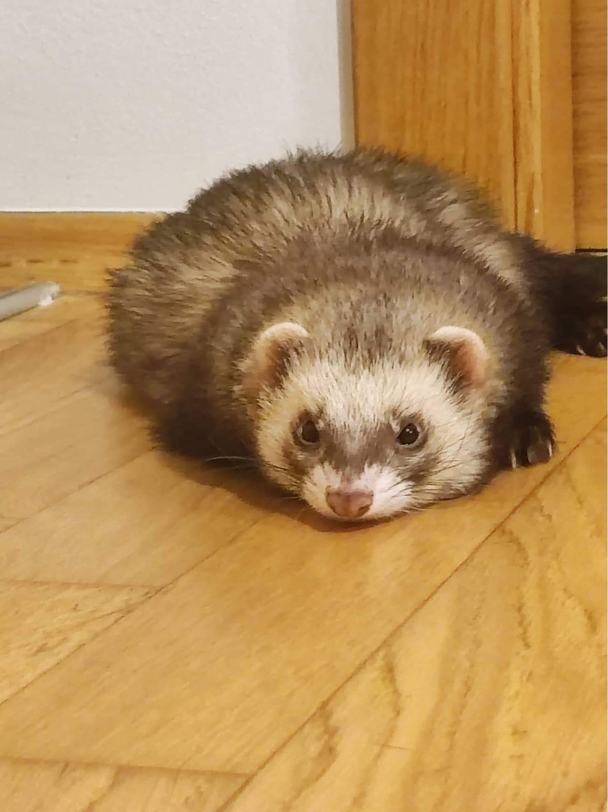 Muški afrički tvor.