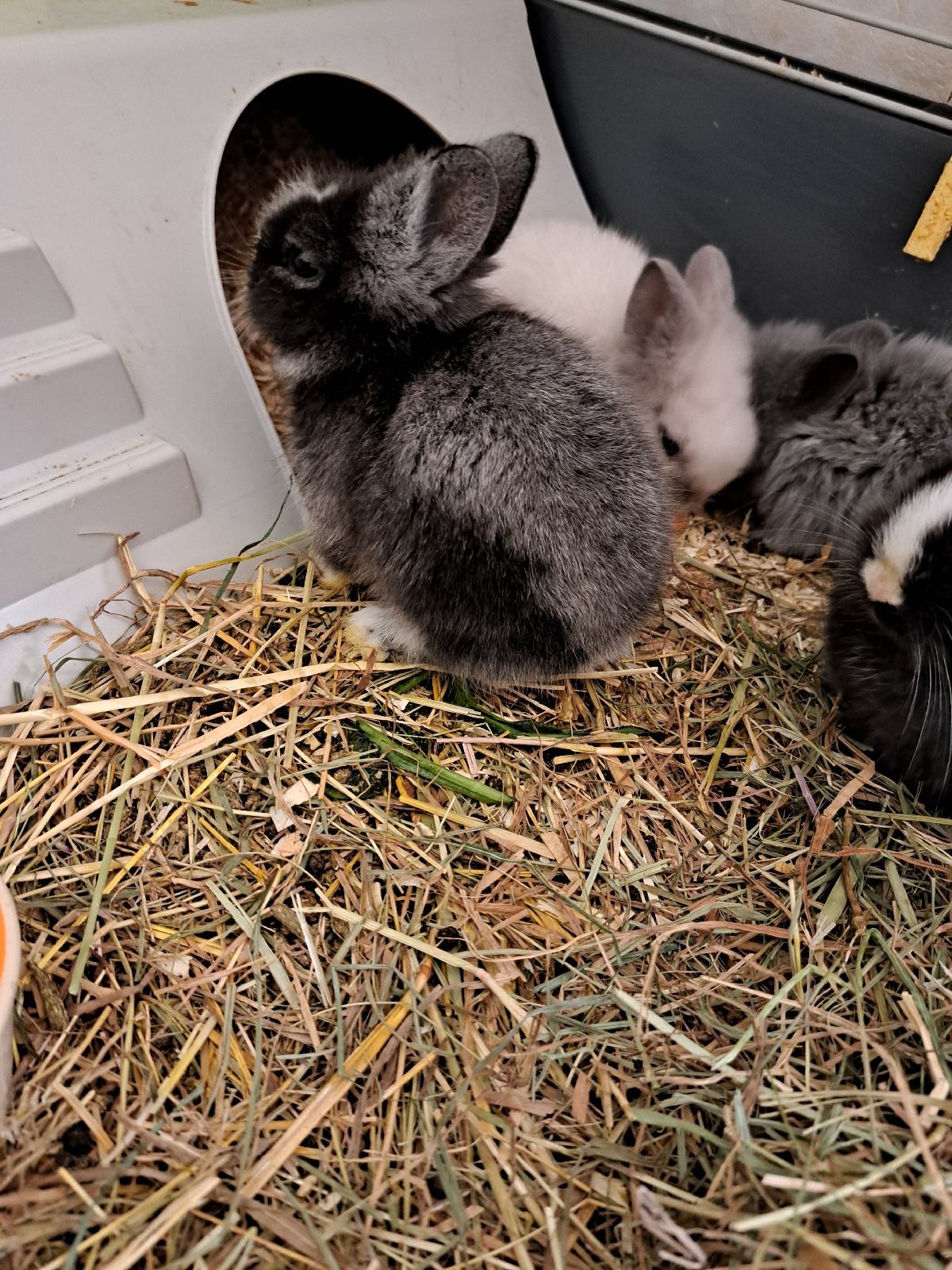 PRODAJEM PATULJASTE KUNIĆE