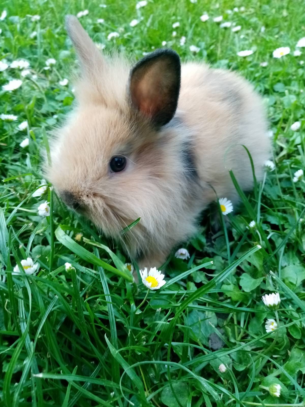 Patuljasti kunići lavlje