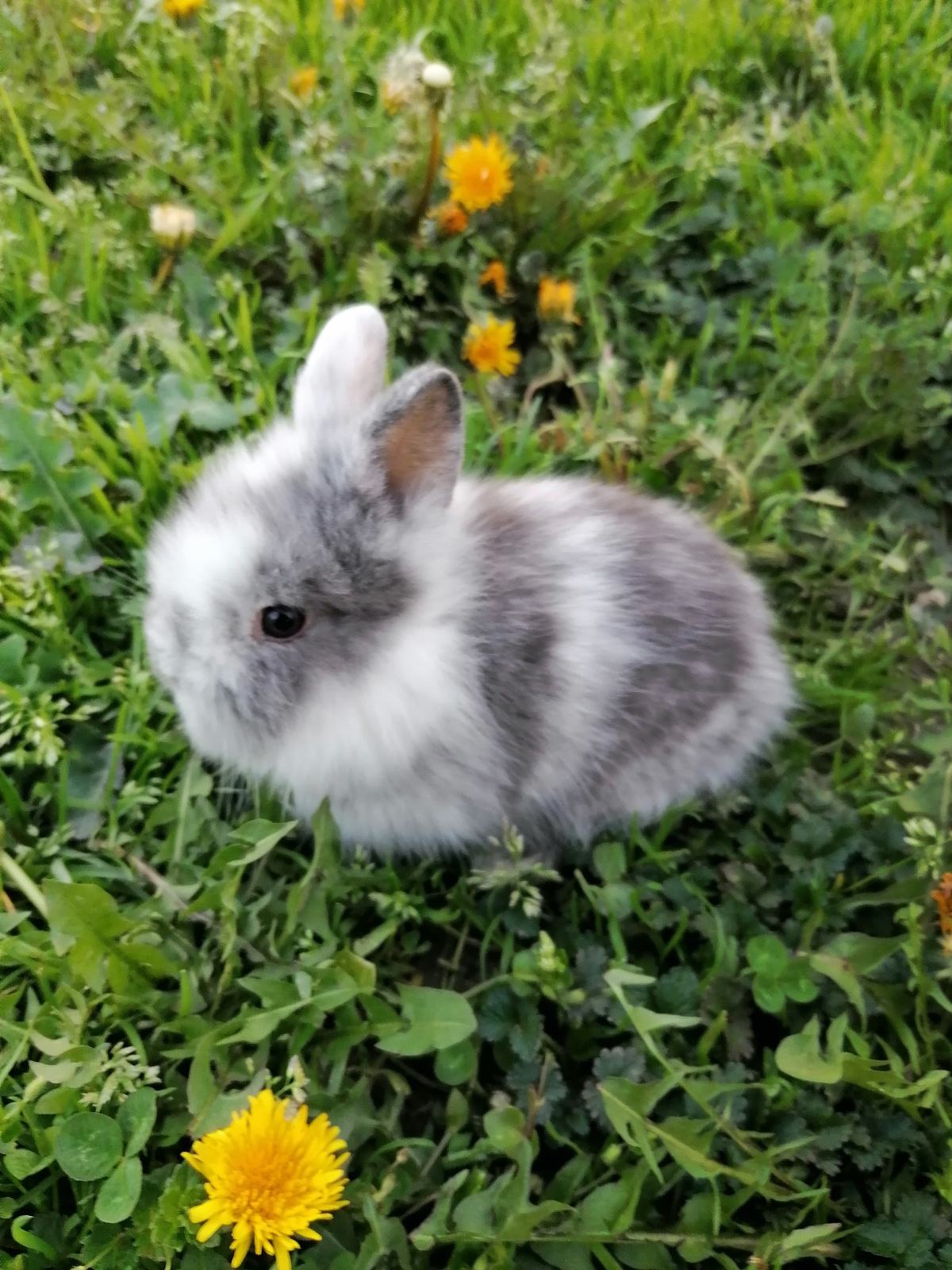 Patuljasti kunići - Virovitica