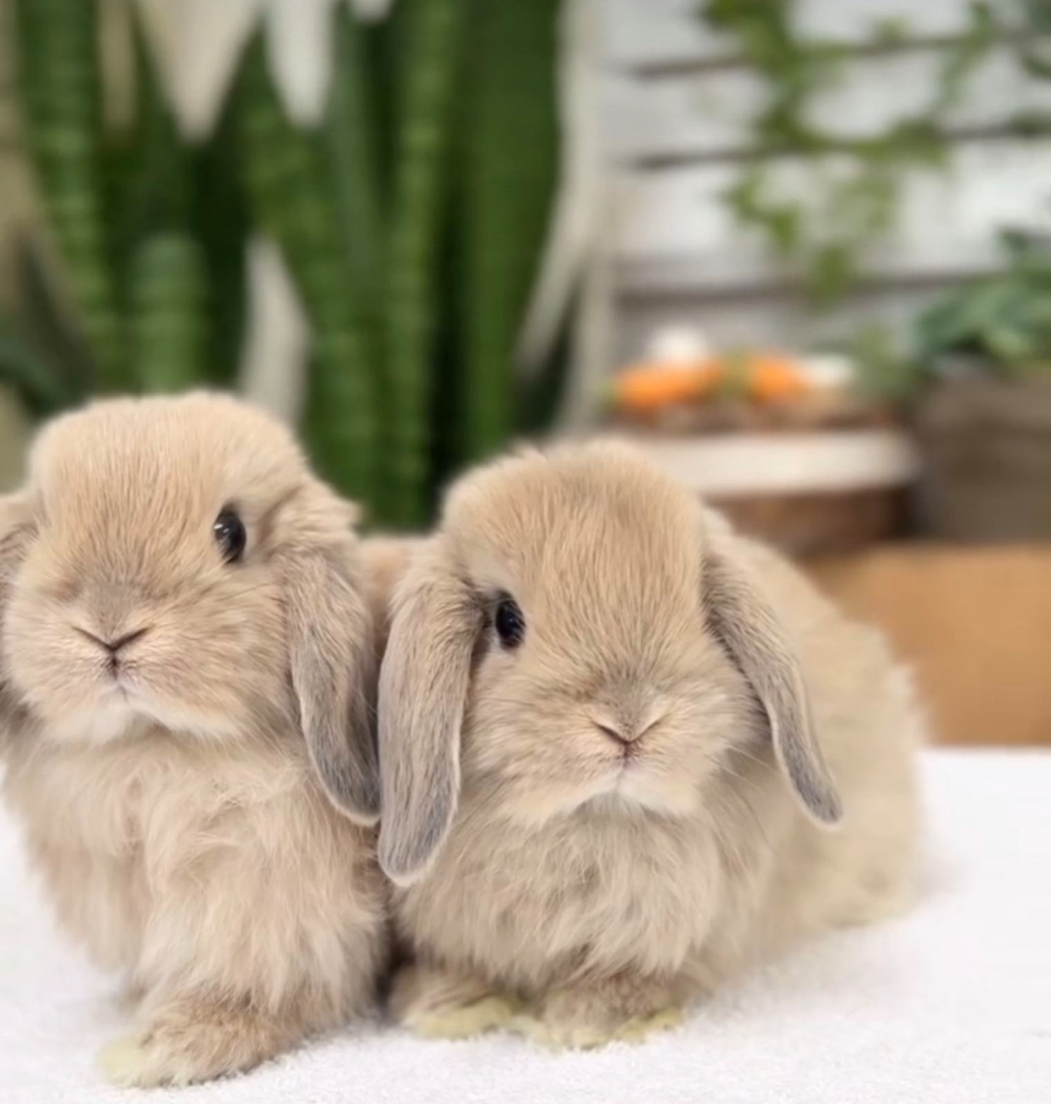 Hollandski Mini Lop Ovnoliki patuljasti kunići zec