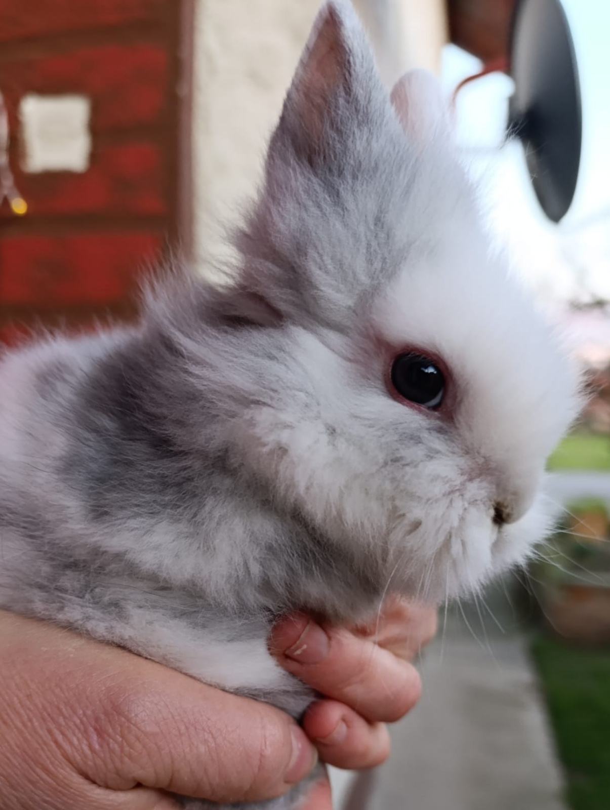 Patuljasti lavljoglavi kunići