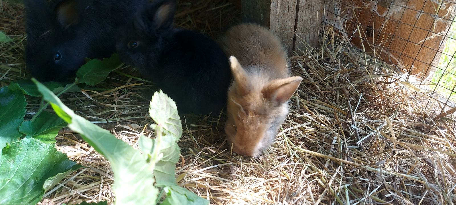 Patuljasti lavoglavi kunići