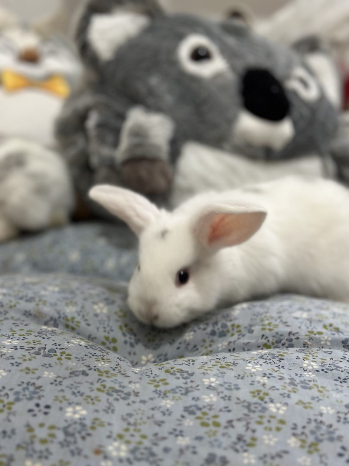 Poklanjam patuljaste kuniće. Smeđa curica ostala